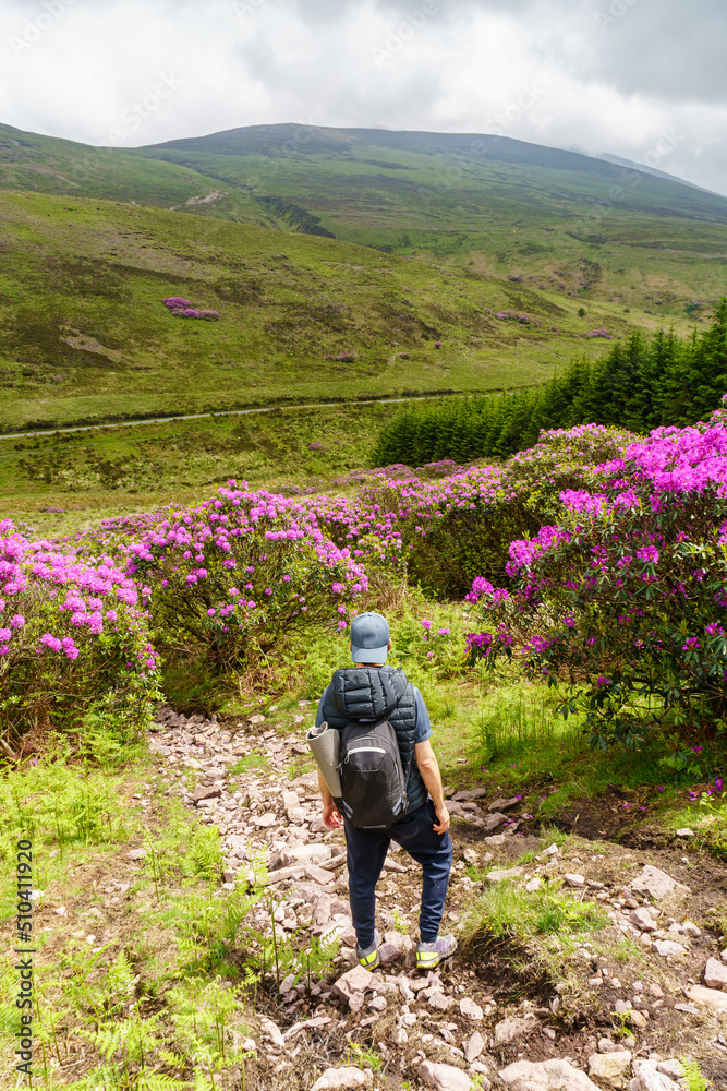 Irish landscape from The Vee with blooming rhododendrons in ...