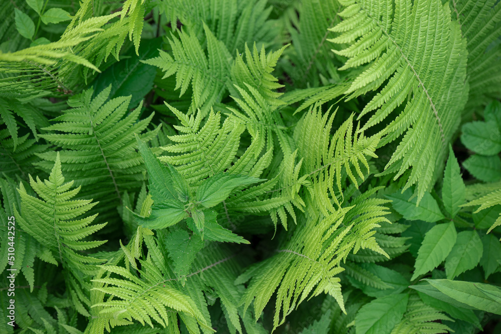 Lush green bushes in a landscaping garden. Summer greenery for a ...