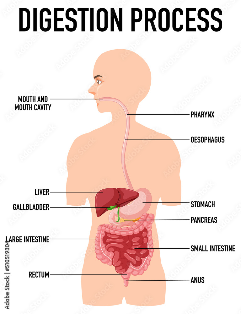 Diagram showing digestion process in human Stock Vector | Adobe Stock
