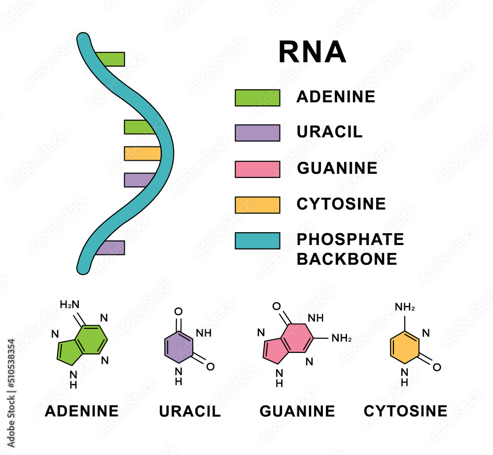 Ribonucleic acid molecule spiral with RNA nucleobases molecular ...