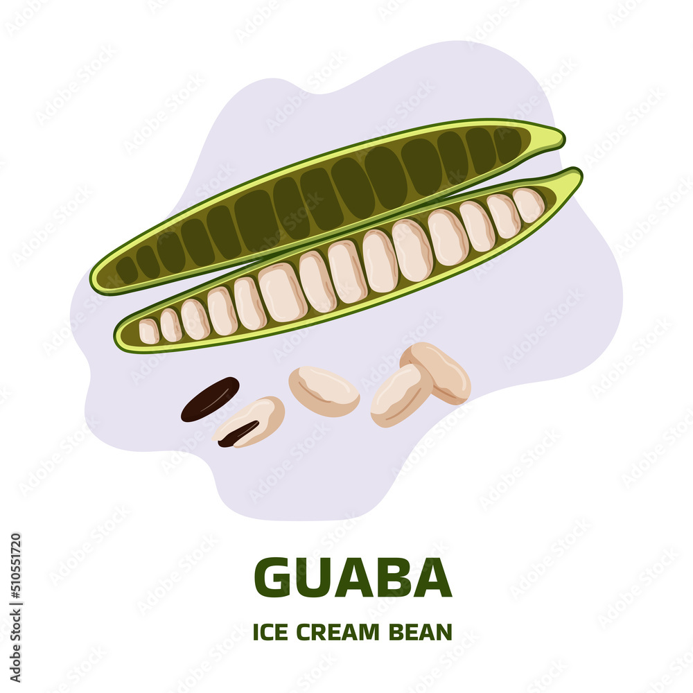 Illustration with tropical fruit guaba, guama Inga edulis, open pods ...