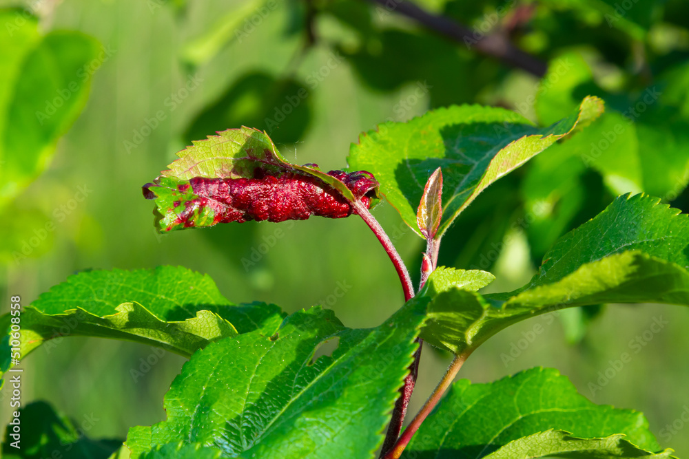 Aphids curled foliage, close up Leaf curled on cherry tree, Prunus sp ...