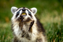 Singing Racoons Free Stock Photo - Public Domain Pictures