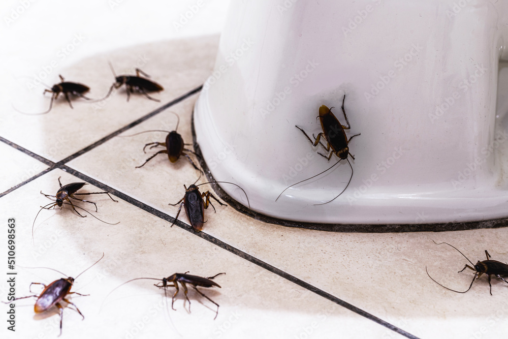 cockroaches running on the bathroom floor, insect infestation in the ...