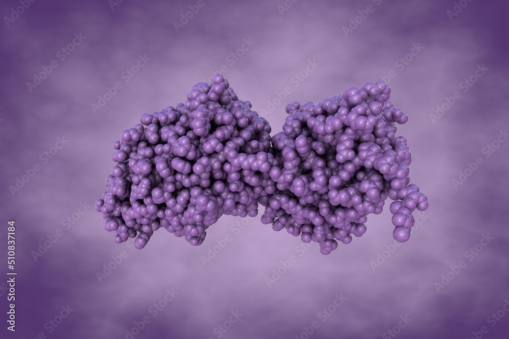 Space-filling molecular model of human intelectin-1, also known as ...
