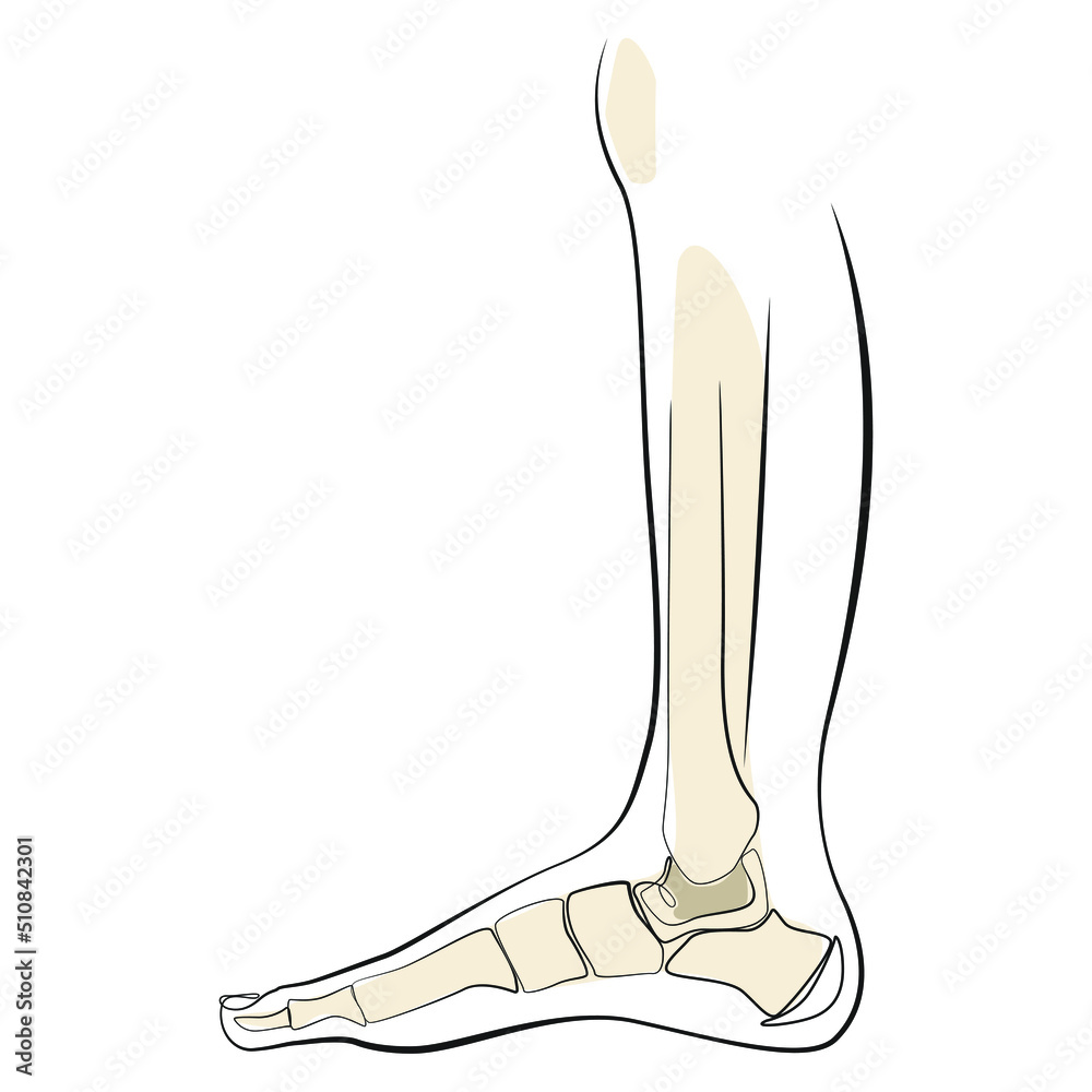 Human skeleton line art on white isolated background. Bones of the foot ...