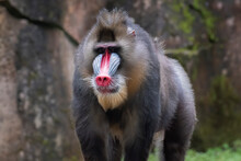Monkey Mandrill Free Stock Photo - Public Domain Pictures