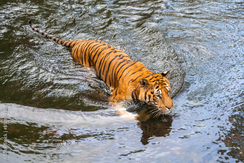Panthera tigris tigris - Bengal Tiger have ability to swim and hunt its ...