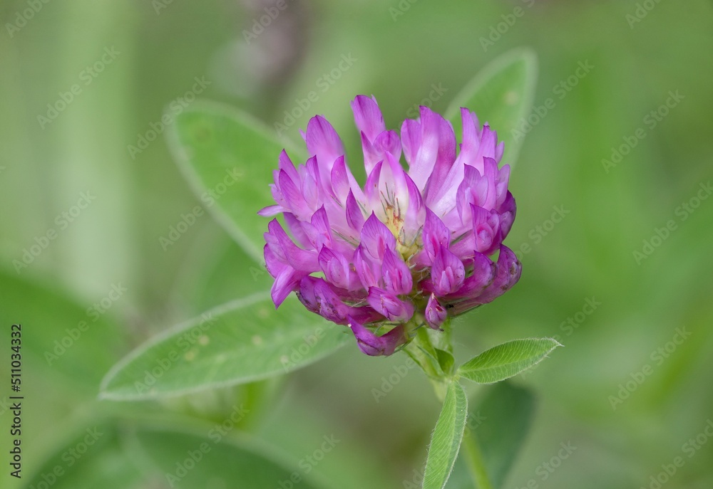 Red clover (Trifolium repens) is a prostrate or creeping, flowering ...
