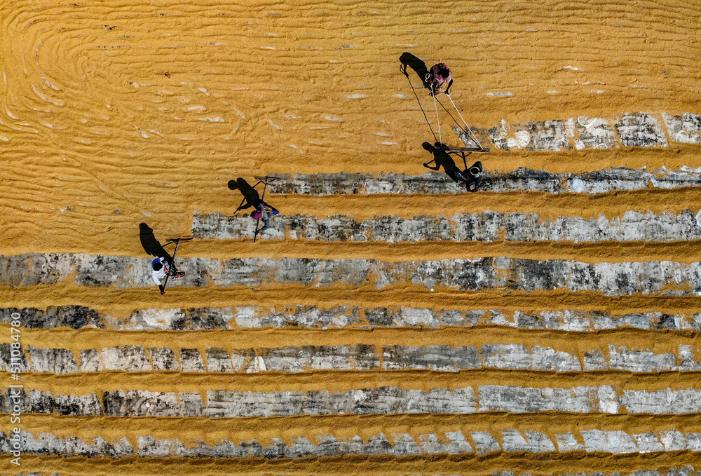 Workers working in small rice mill. Rice, paddy grain drying in sun ...