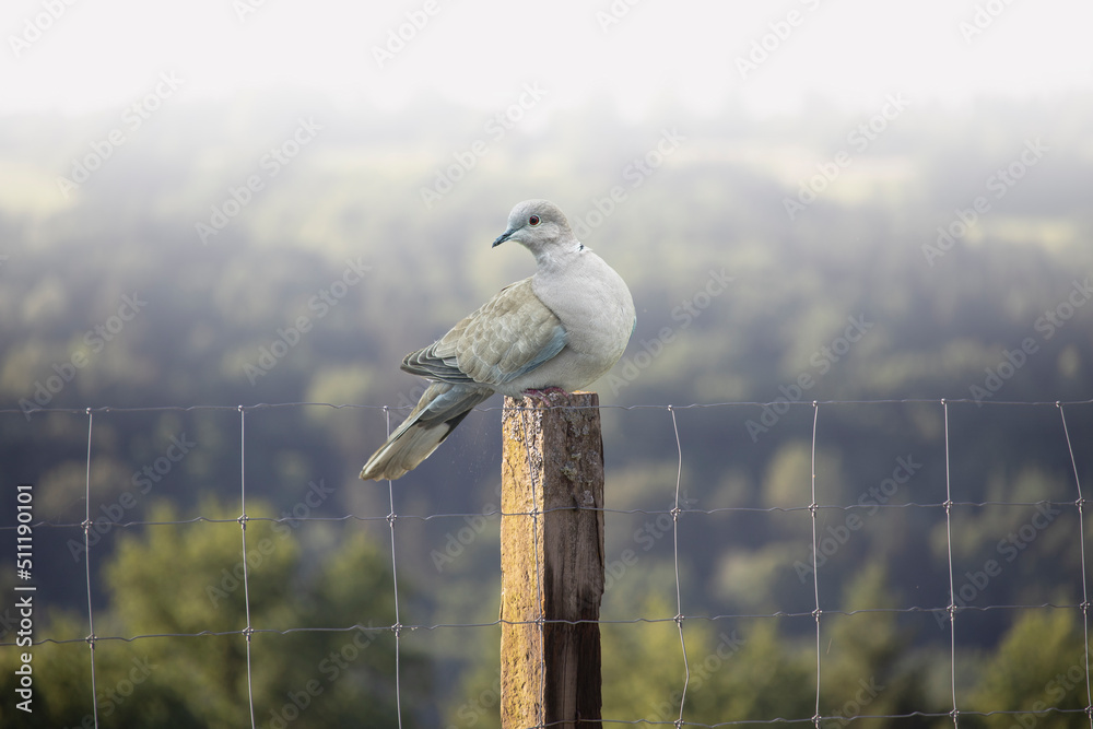 Eurasian collared dove (Streptopelia decaocto) bird perched on am old ...