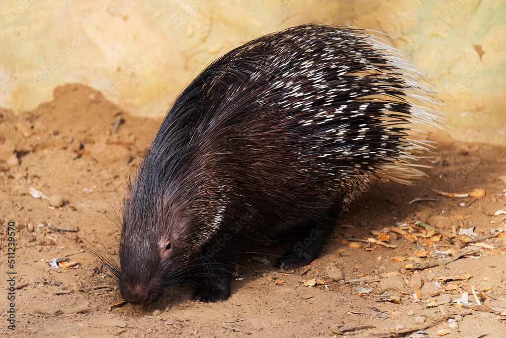Indian porcupine (Hystrix indica) - The largest rodent in Europe and ...