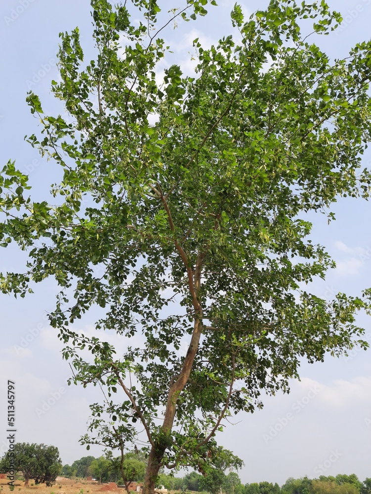 Dalbergia sissoo tree in blue sky background. This tree, known commonly ...