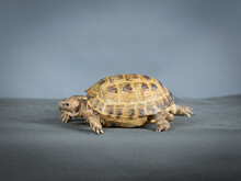 Gopher Turtle Background Free Stock Photo - Public Domain Pictures
