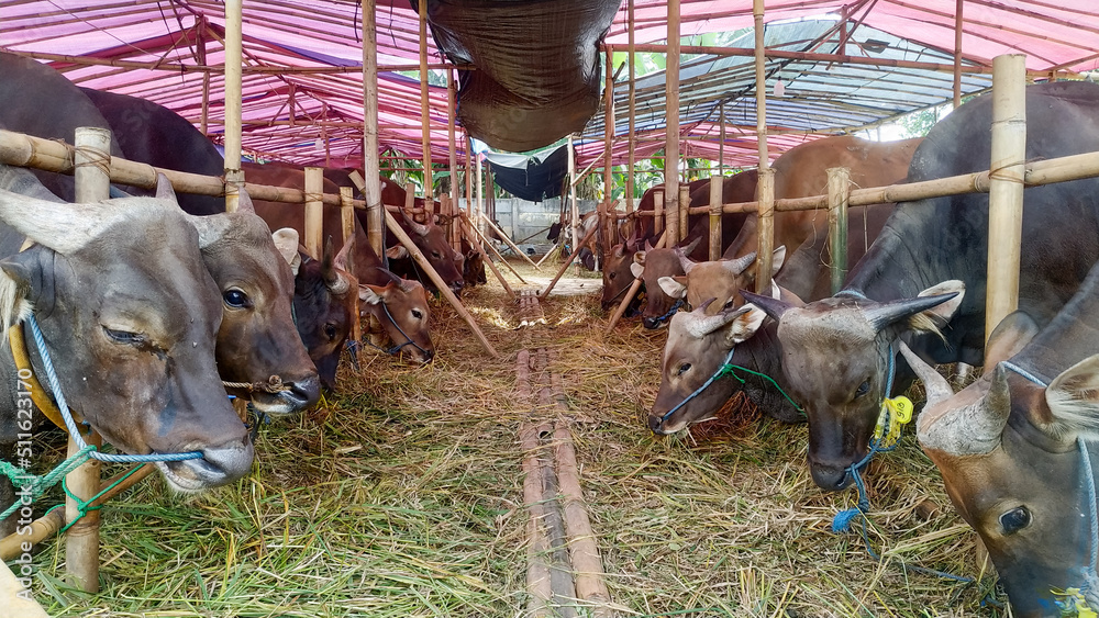 Cattle, cows ( sapi ) in animal markets to prepare sacrifices on Eid al ...