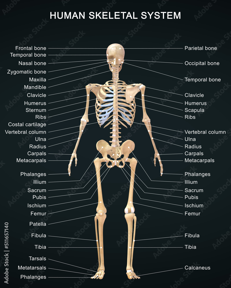 The skeletal system works as a support structure for your body. It ...