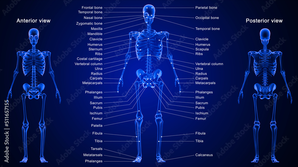 The skeletal system works as a support structure for your body. It ...