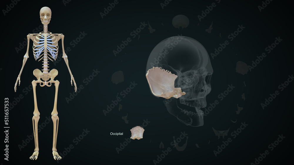 The human skull is a bony structure, the head in the skeleton, which ...