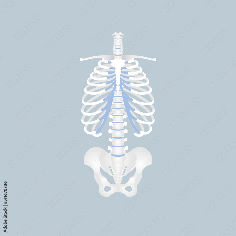 anatomy of human spine, spinal cord, rib cage, pelvic bone, backbone ...