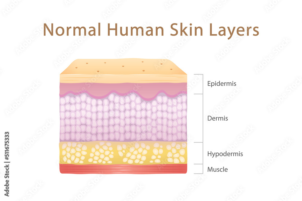 Normal Human Skin Layers Cube with Muscle の Stock ベクター | Adobe Stock