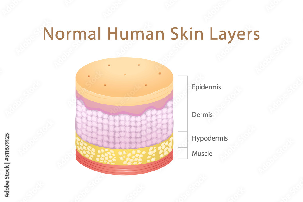 Normal Human Skin layers Isometric Cylinder with Muscle Stock Vector ...