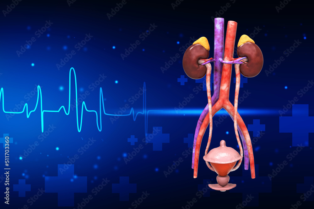 3d illustration human excretory system Stock Illustration | Adobe Stock