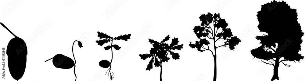 Black silhouette of life cycle of oak tree. Growth stages from acorn ...