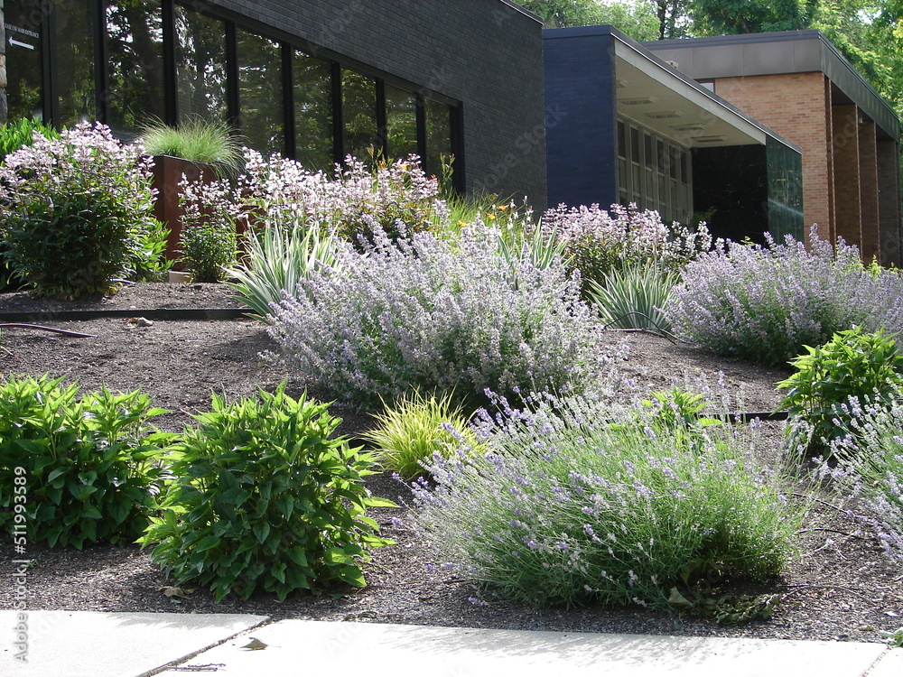 beautiful xeriscape landscape, Salt Lake City, Utah, drought tolerant ...
