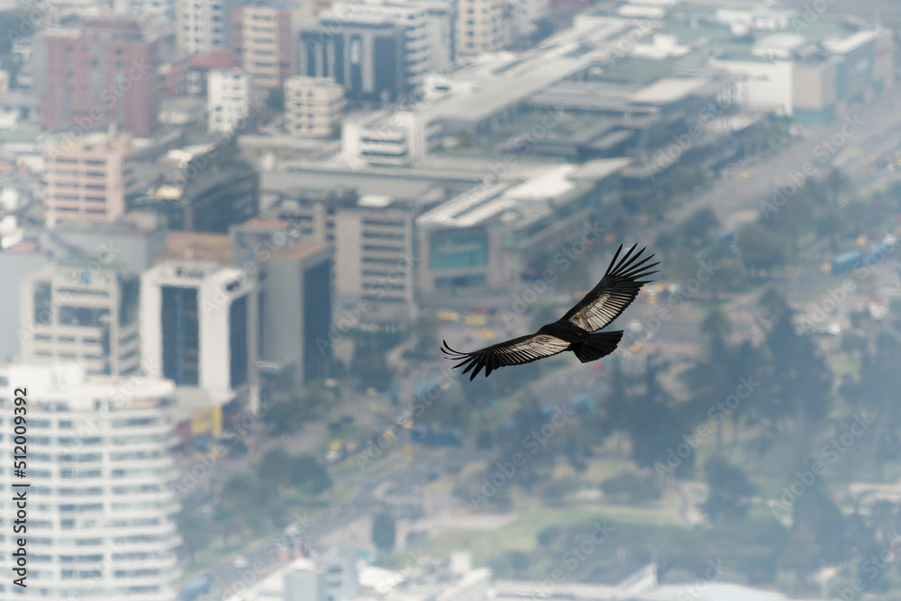 Andean Condor - Vultur gryphus South American bird of prey family ...