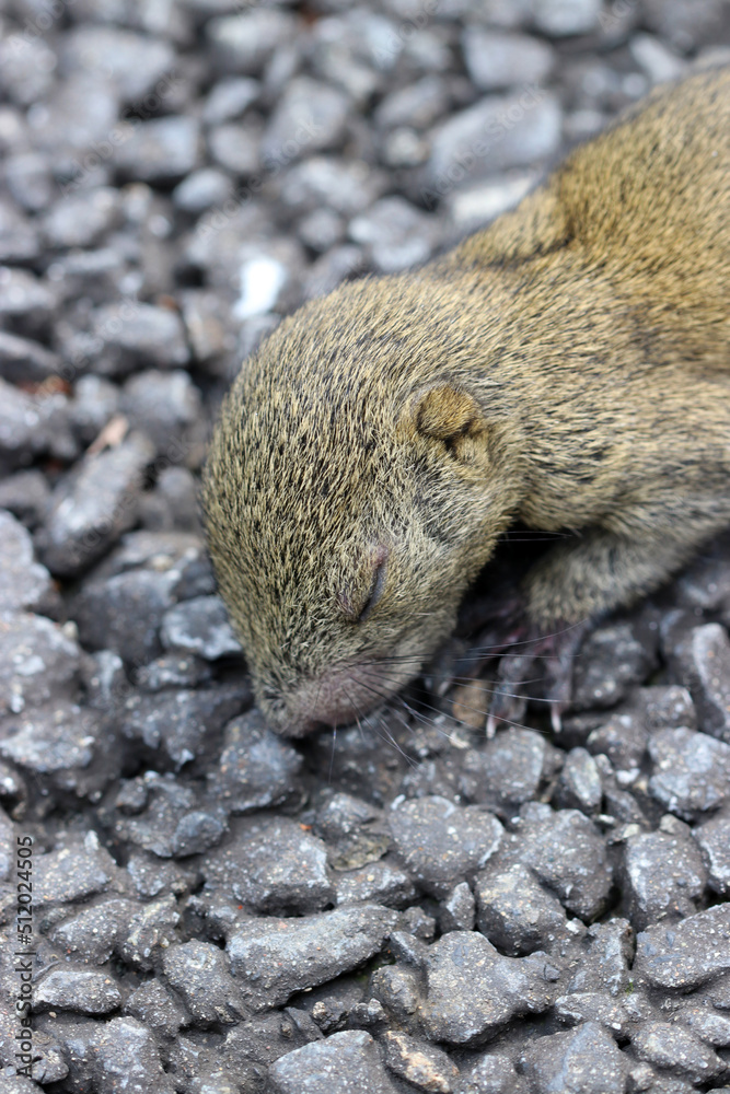 Newborn baby Japanese squirrel falling from a tree and waiting for ...