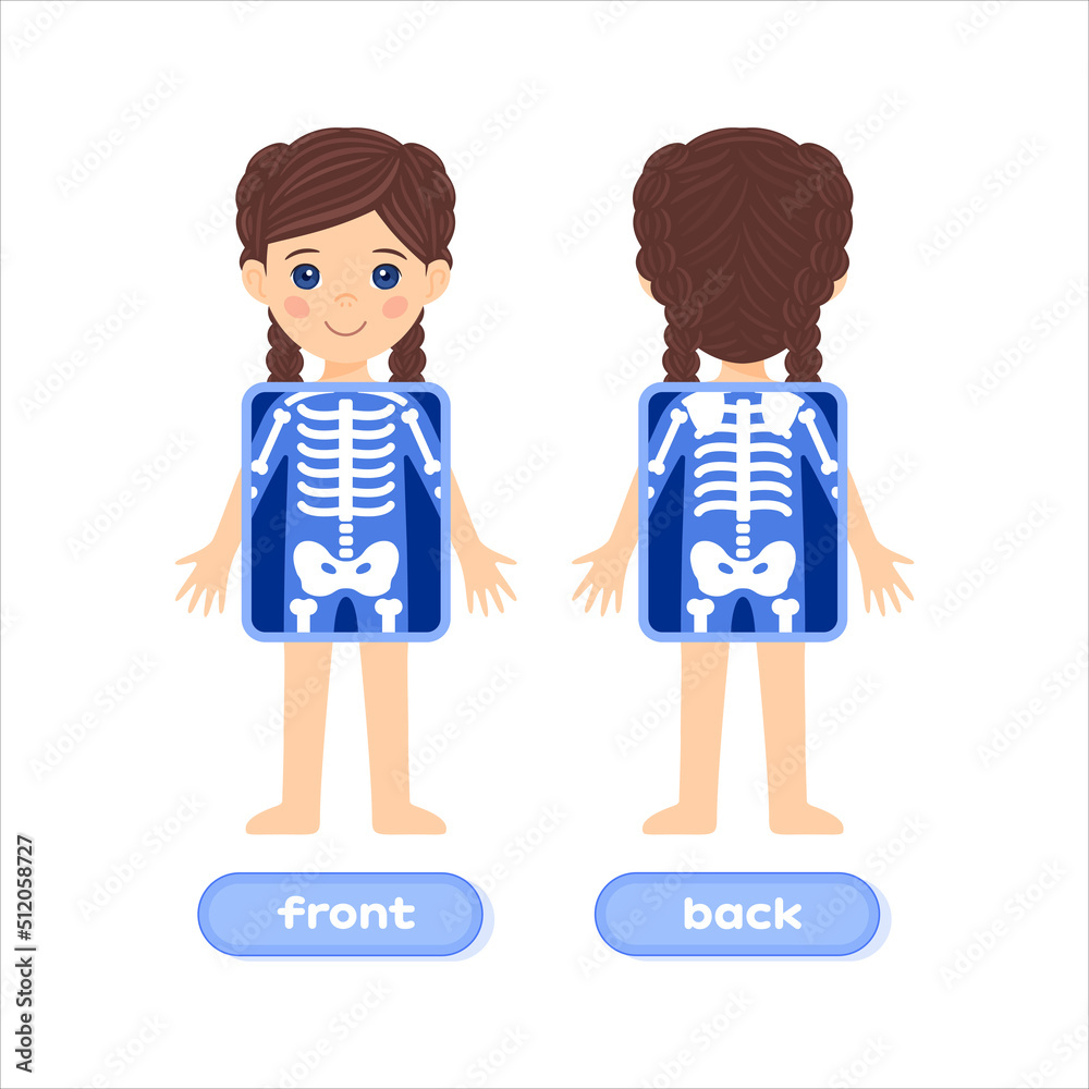Pretty Little Girl Patient and X-ray Check. Skeleton Front and Back ...