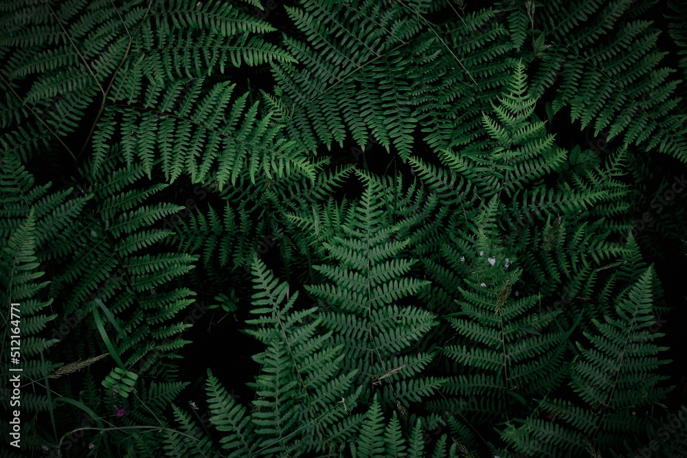 background tropical trees, dark green fern wallpaper, dark green forest ...