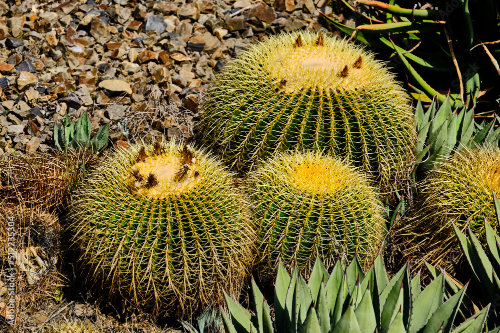Echinocactus Giant Barrel Cactus is native to central Mexico and is the ...