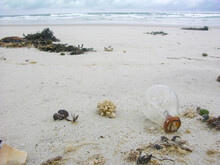 Seaweed Bulb Free Stock Photo - Public Domain Pictures