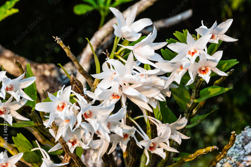dendrobium draconis Rchb.f. Beautiful rare wild orchids in tropical ...
