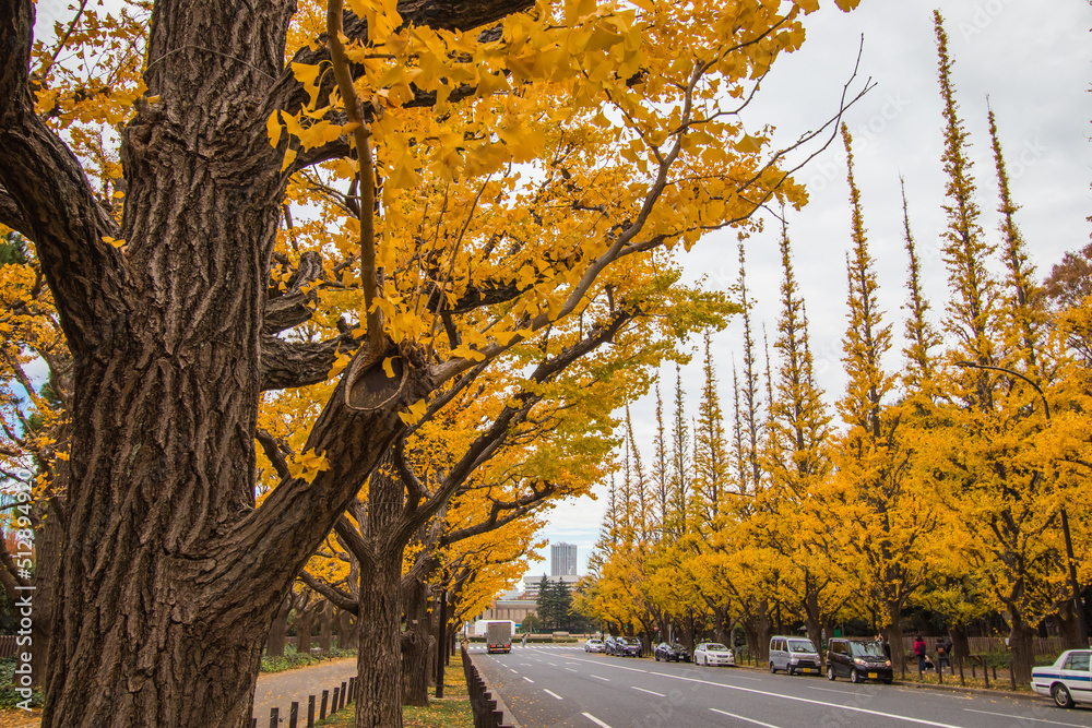Aoyama area,Tokyo,Japan on December6,2019:Beautiful yellow tunnel at ...