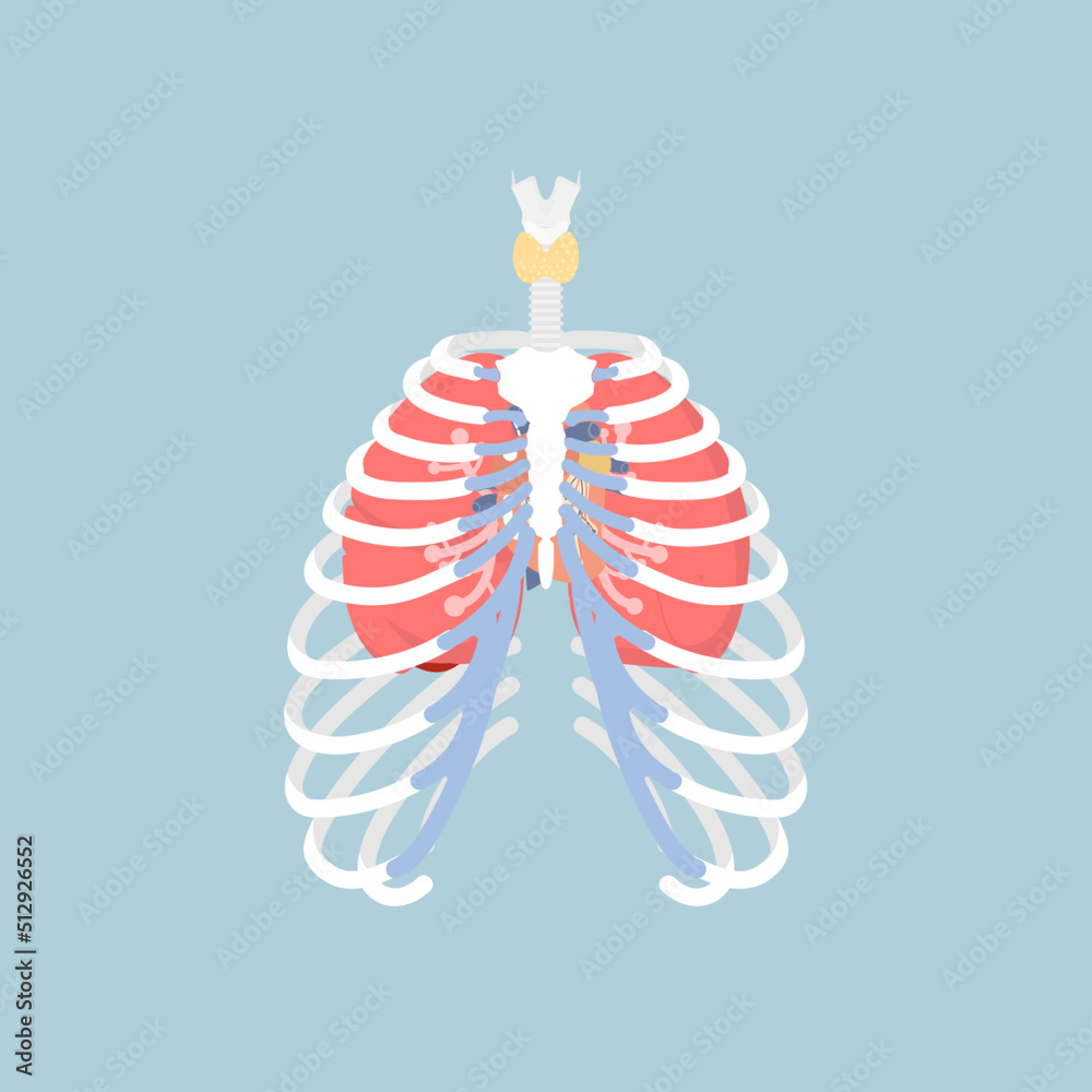 anatomy of human rib cage with lungs and human heart, internal organs ...