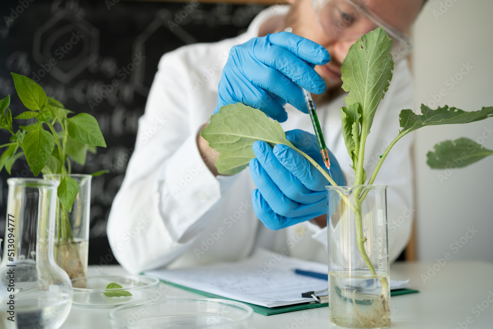 Male microbiologist looking at a healthy green plant in a sample flask ...