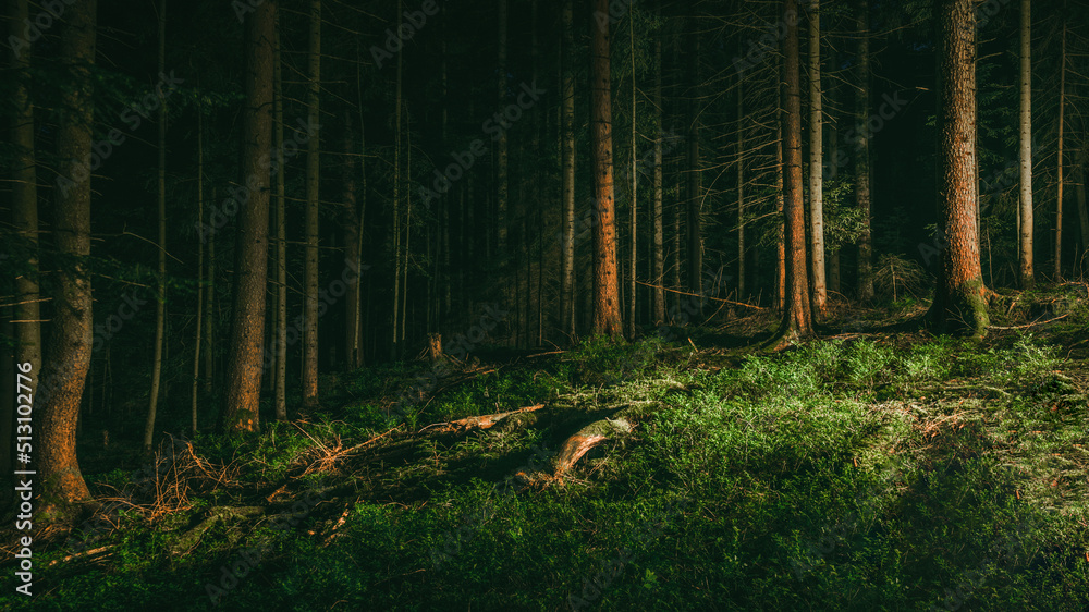 Dark Forest Trees Backgrounds