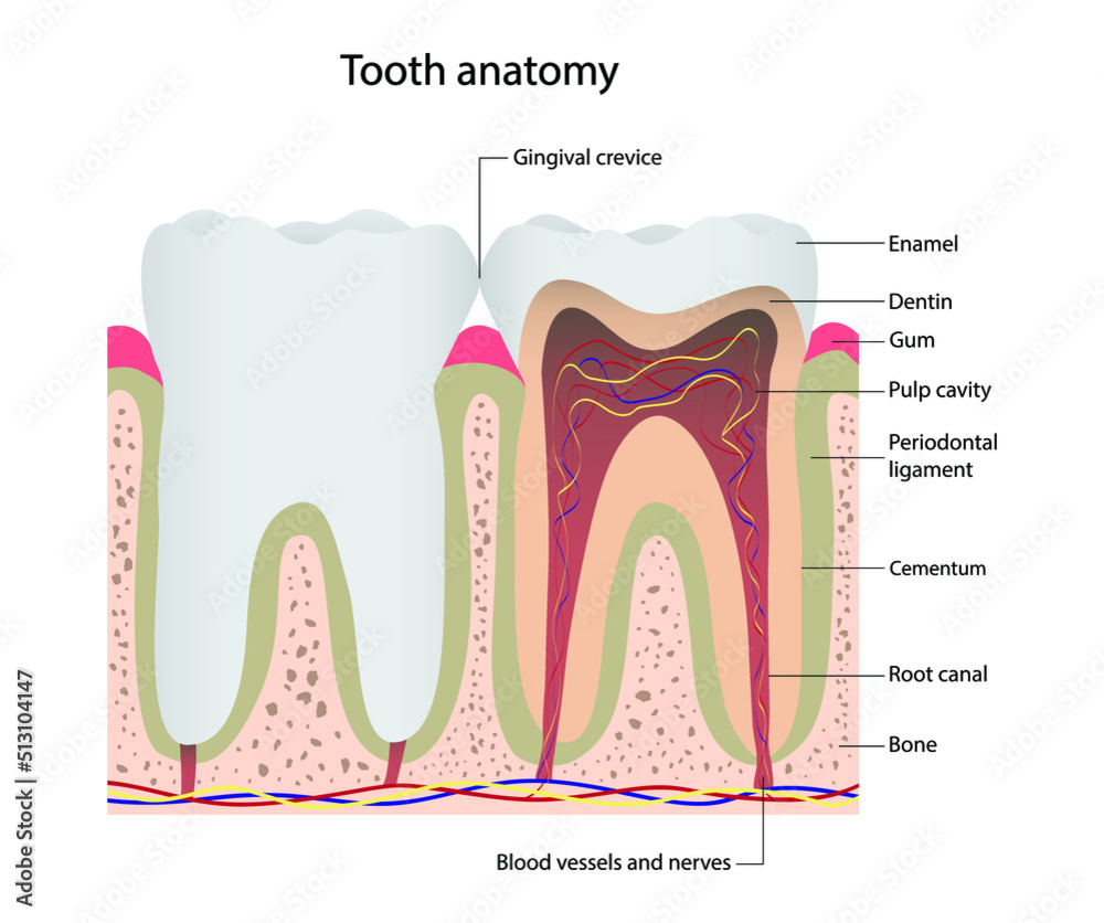 illustration of biology and medical, tooth anatomy, The structure of ...