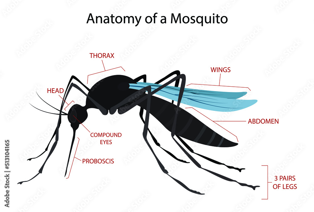 illustration of biology and animals, Anatomy of a mosquito, Anatomy of ...