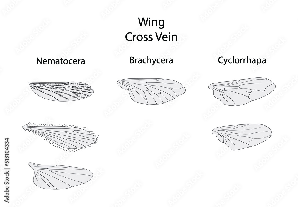 illustration of biology and animals, Wing Cross vein, Insect wing ...