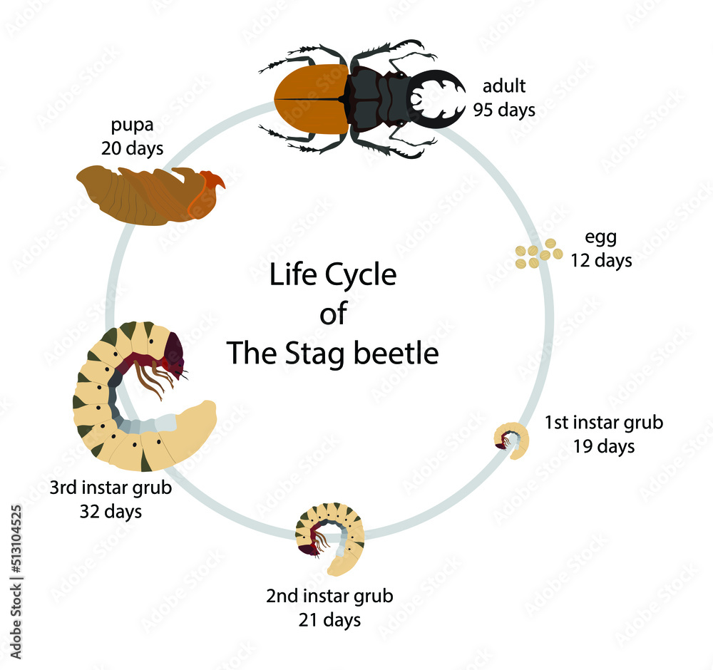 illustration of Biology and zoology, The life cycle of a Stag Beetle ...