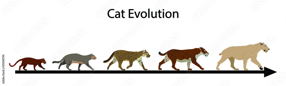 illustration of biology and animal evolution, Cat evolution, The ...