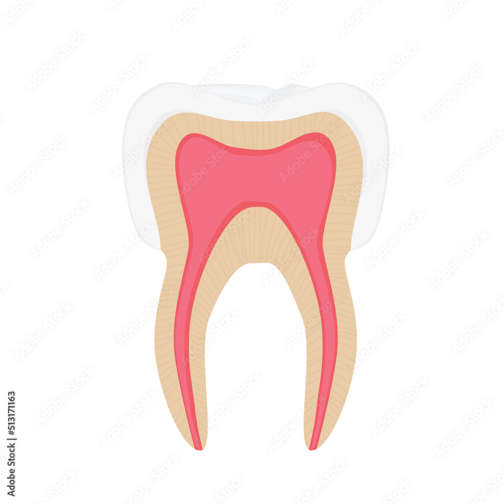 Vector de Stock Vector illustration of a tooth structure isolated on ...