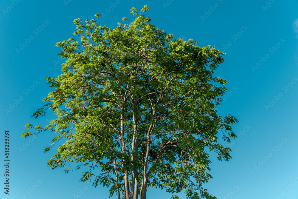 Pterocarpus indicus (Amboyna wood, Malay padauk, Papua New Guinea ...