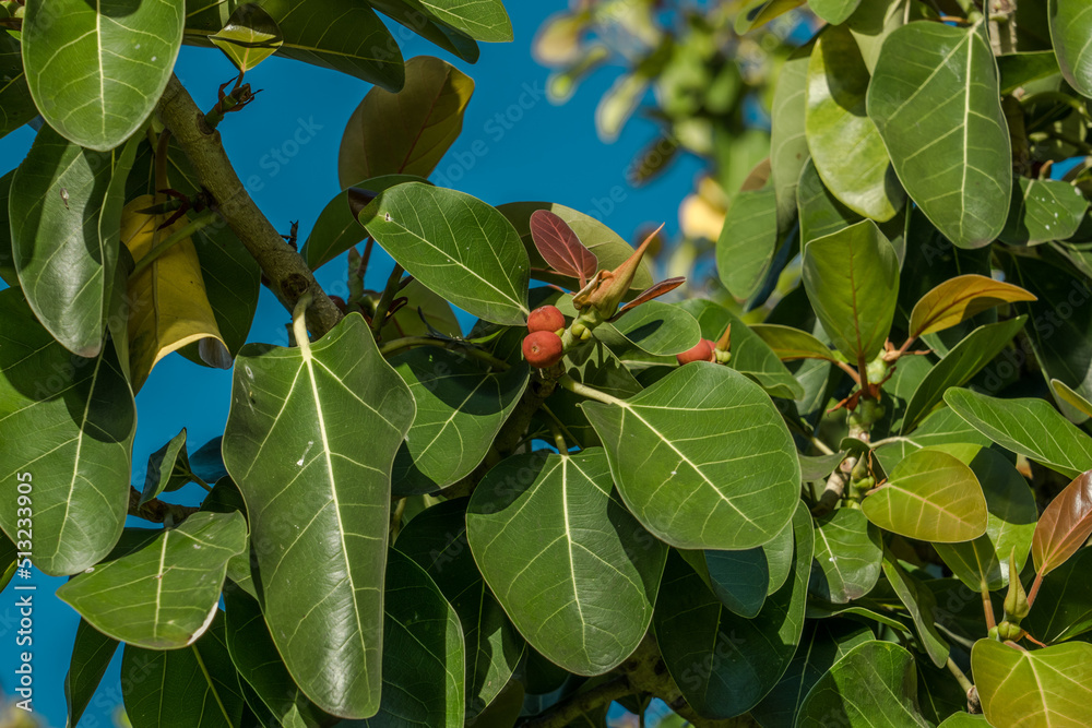 Ficus benghalensis, commonly known as the banyan, banyan fig and Indian ...
