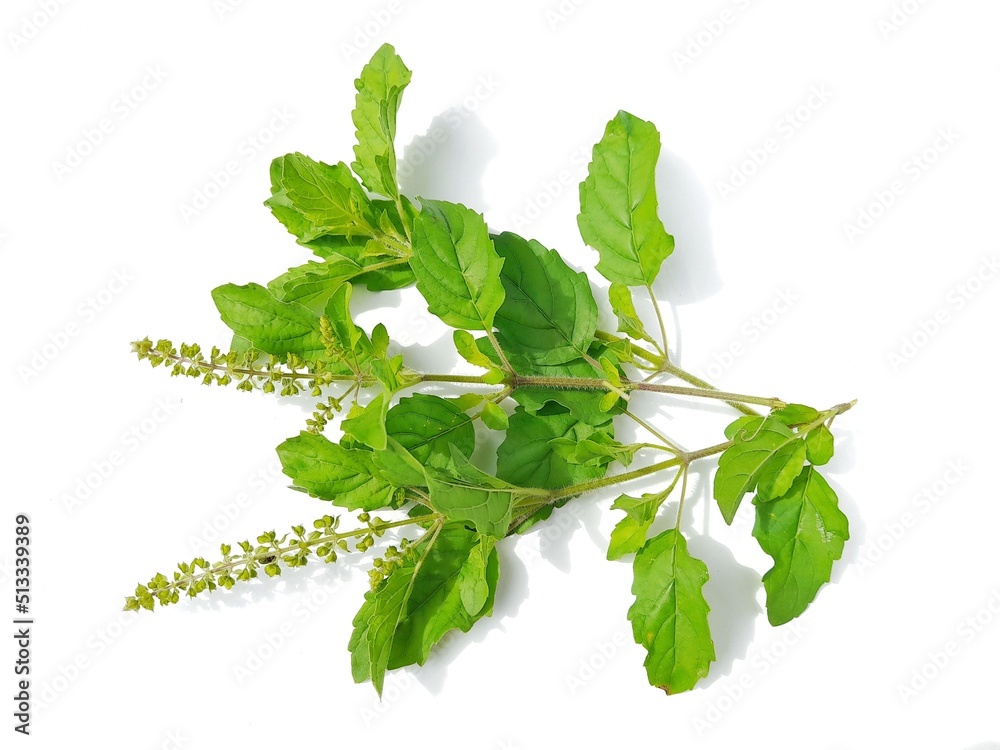 Foto de Stock Holy basil, Sacred basil, Ocimum tenuiflorum,Shyama tulsi ...