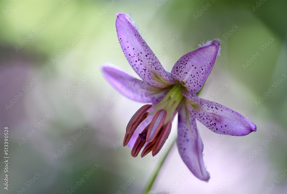 The golden-headed lily (Lilium martagon), also known as the golden ...