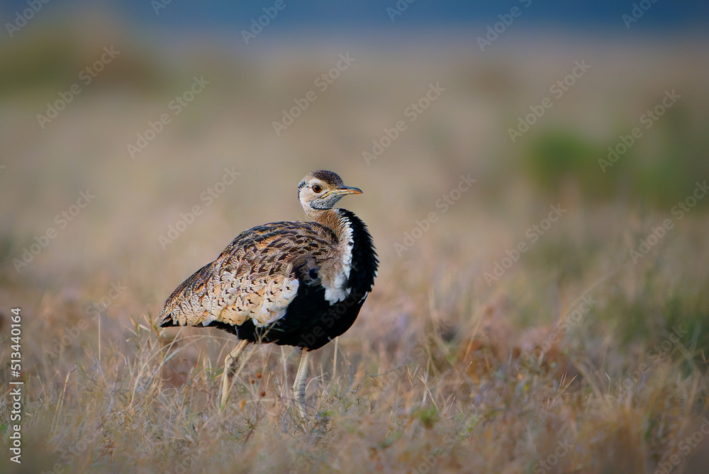 Black-bellied Bustard (Lissotis melanogaster) also Black-bellied ...